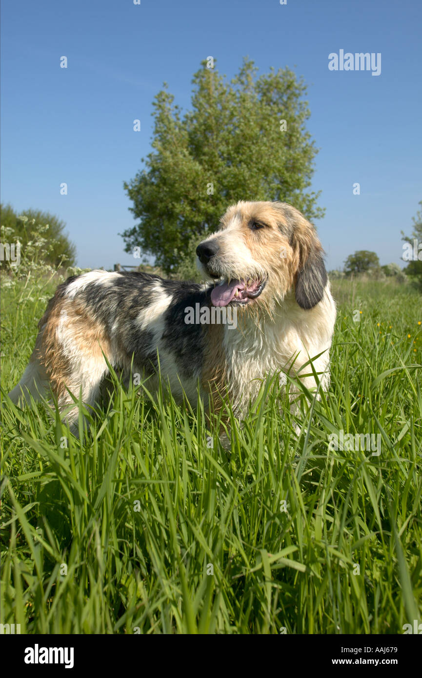 Otterhound hi-res stock photography and images - Alamy