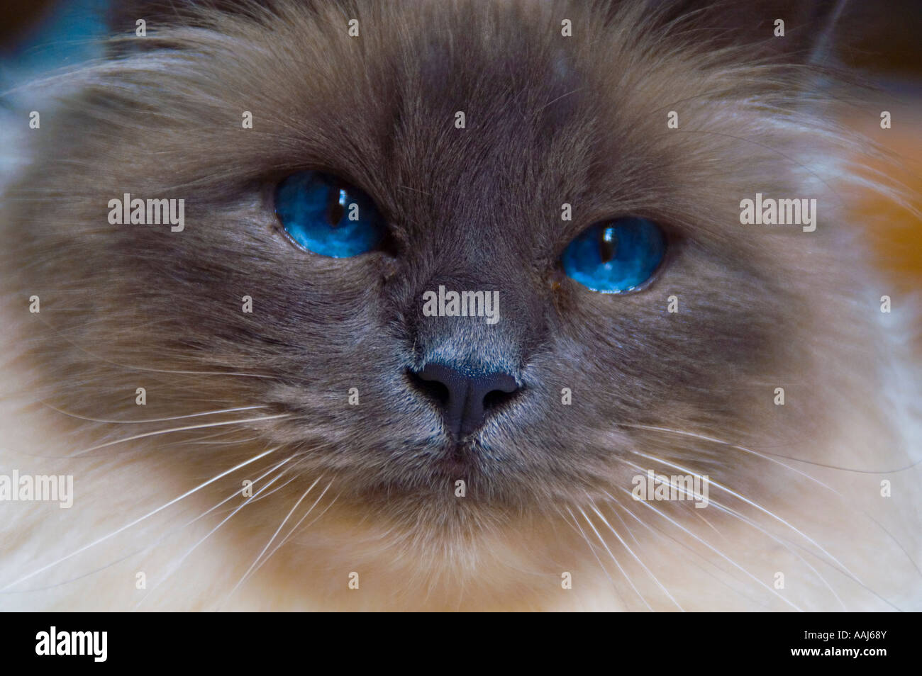 Birman cat with bright china blue eyes Stock Photo - Alamy