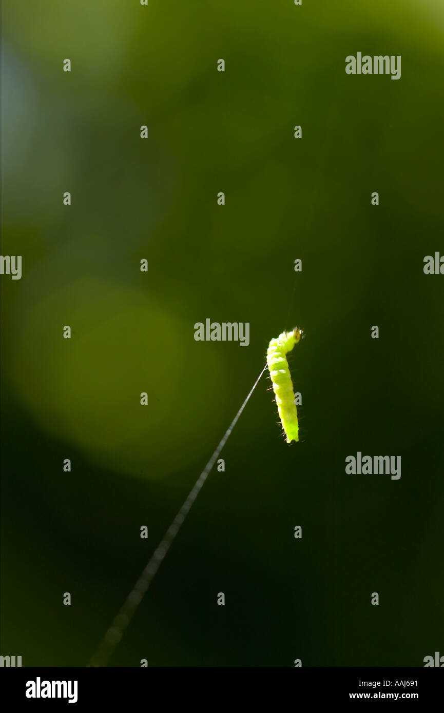 Pupate wildlife hi-res stock photography and images - Alamy