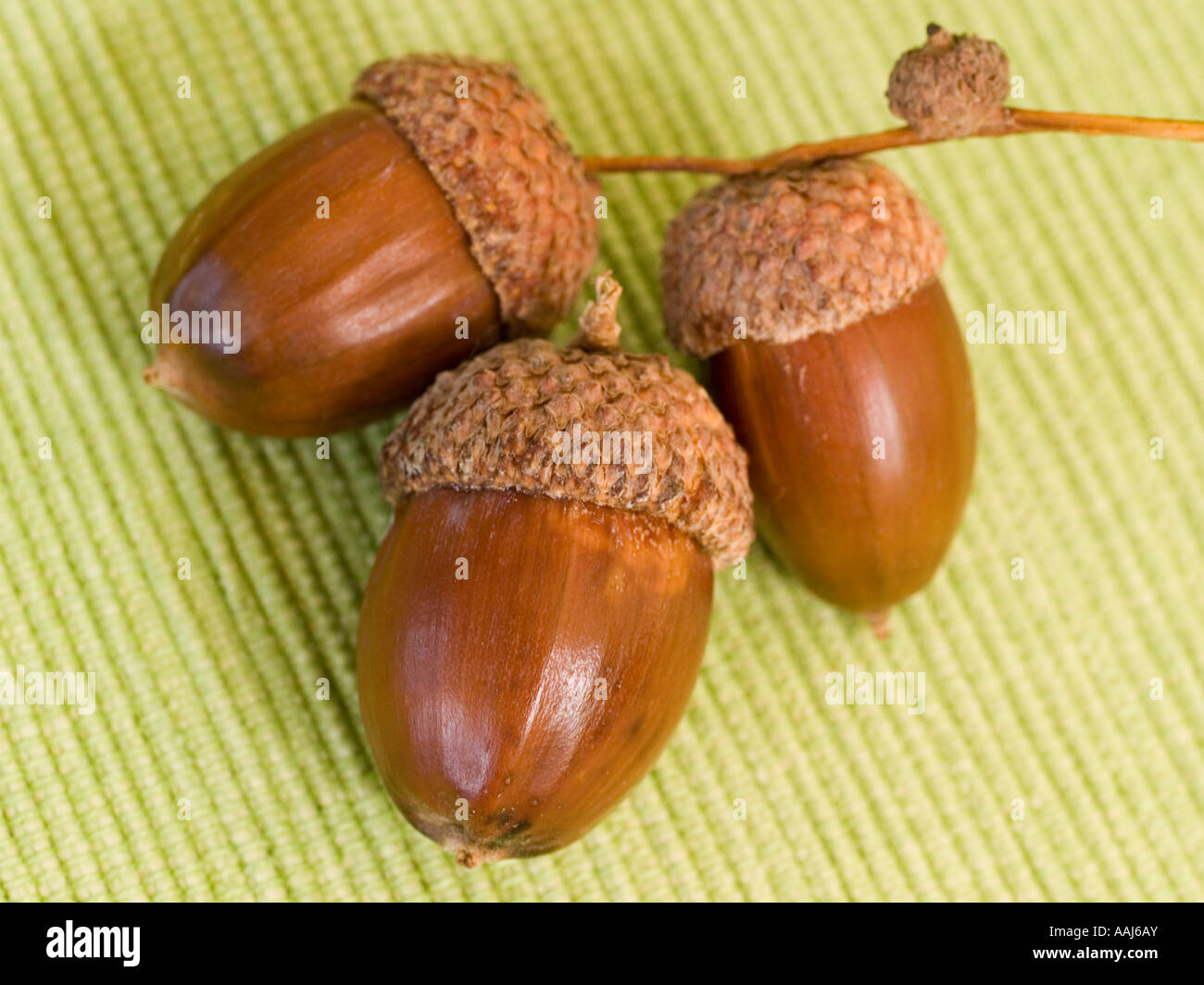 English oak tree hi-res stock photography and images - Alamy