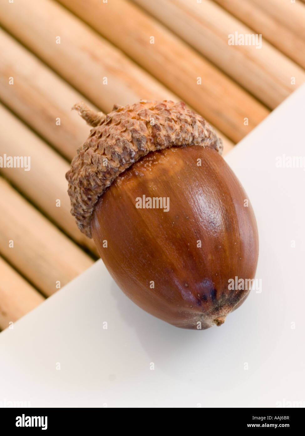 Single dried acorn of the English oak tree Quercus robor or common oak ...
