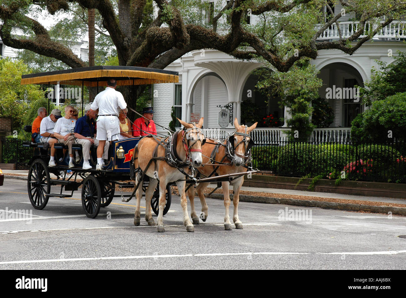 mule drawn carriage tours through The Battery, Charleston, South ...