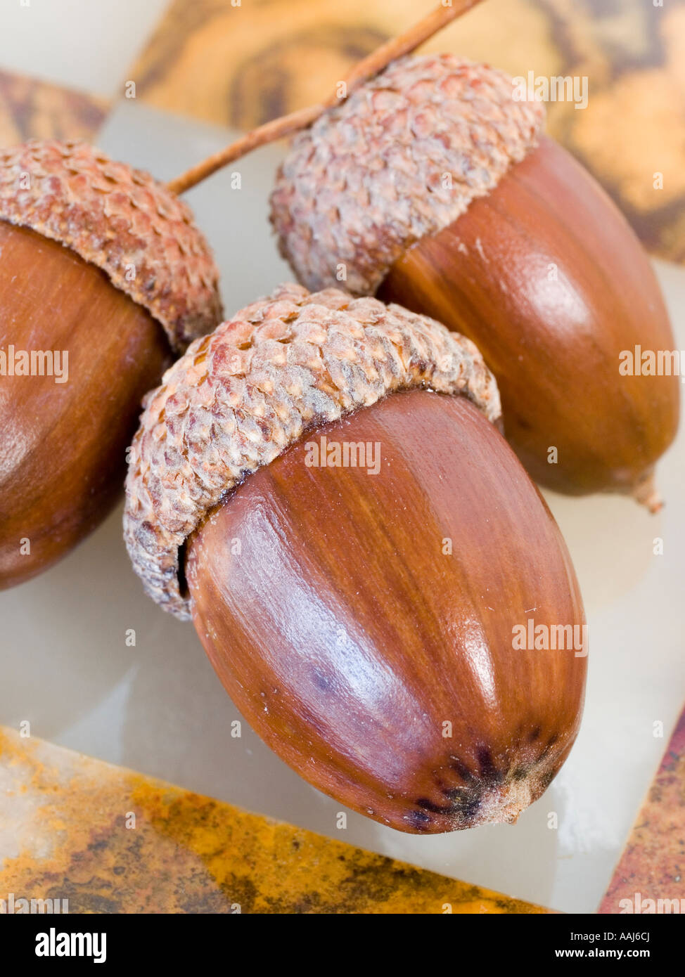Dried acorns of the English oak tree Quercus robor or common oak Stock ...