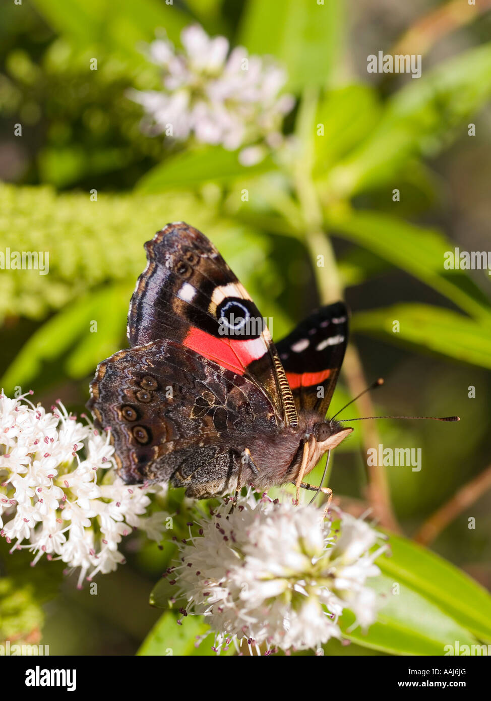 Nz native insect hi-res stock photography and images - Alamy