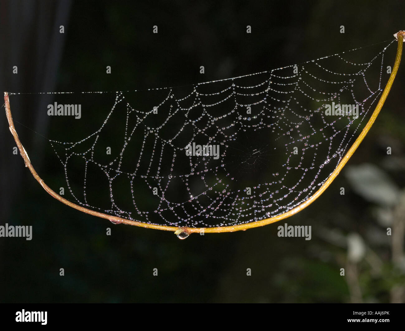 Covered with spider net hi-res stock photography and images - Alamy