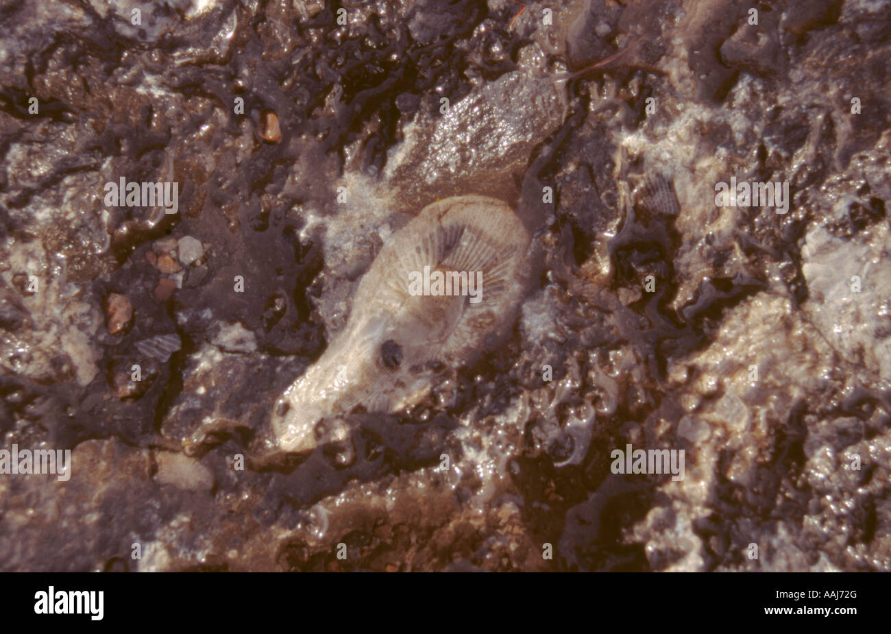 Frosterley Marble, Frosterley, County Durham, England, UK Stock Photo ...