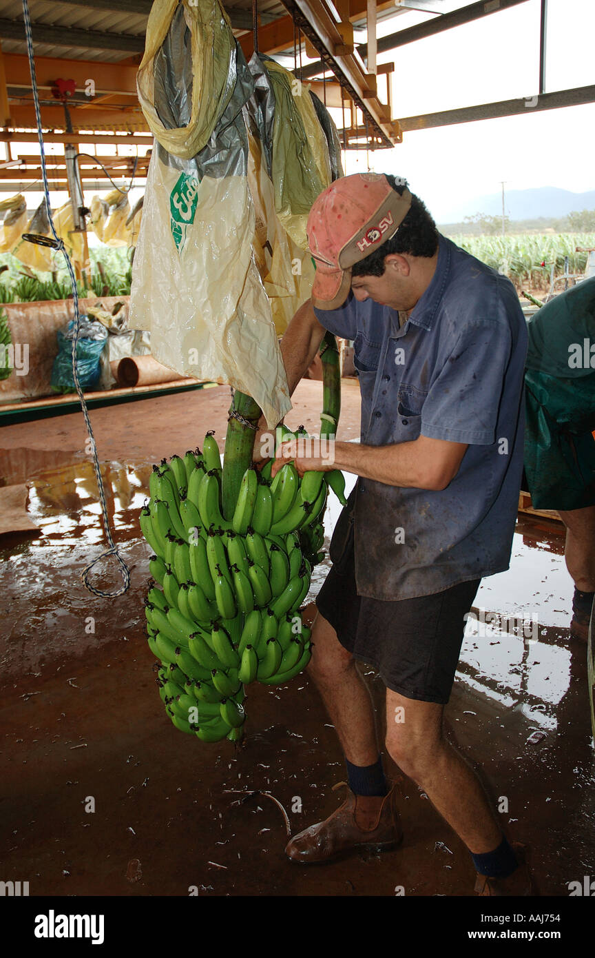 Banana process and packing shed far north queensland conveyor belt ...