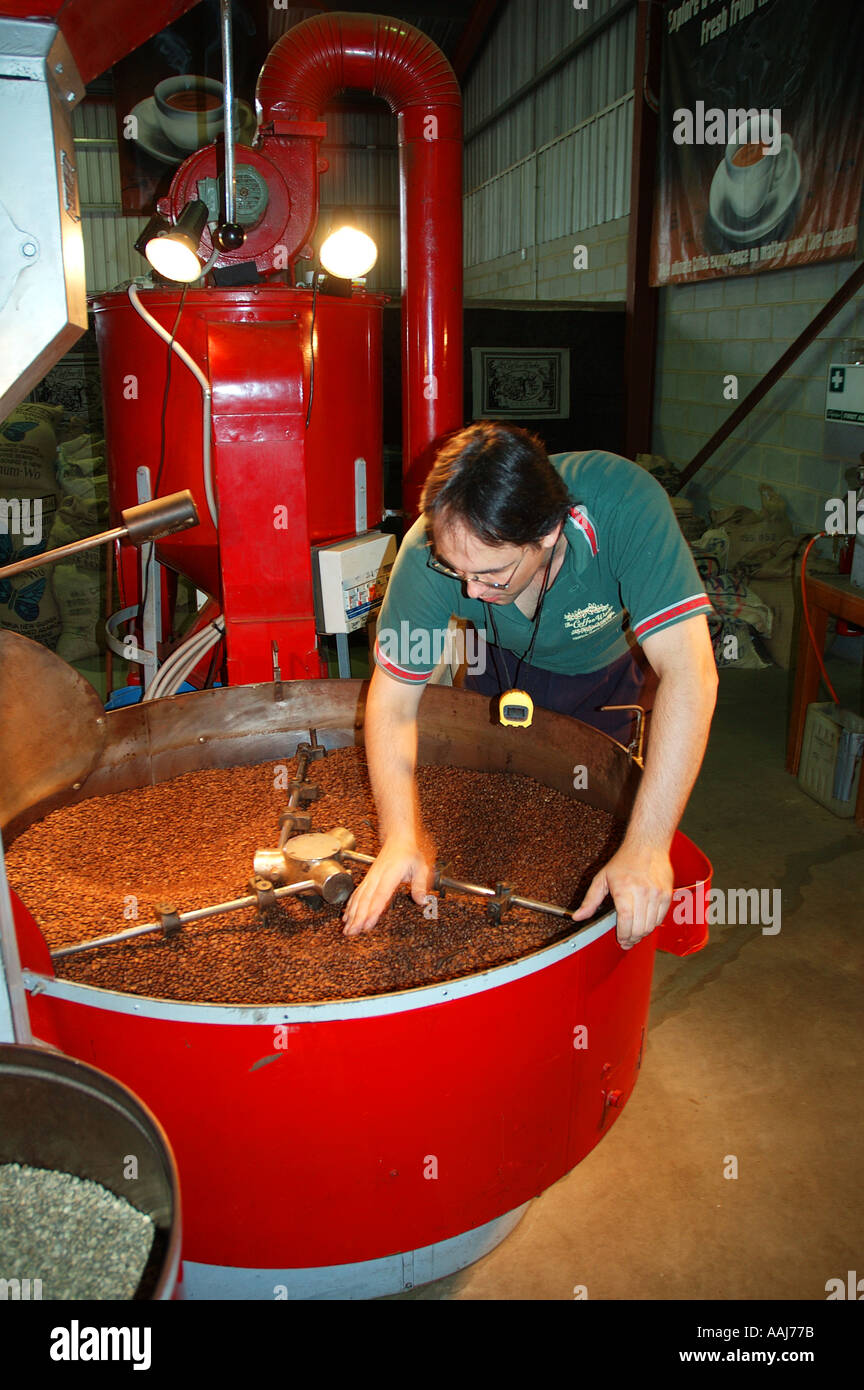 Man expert sorting checking roast coffee beans Atherton Queensland ... Man expert sorting checking roast coffee beans Atherton Queensland ...