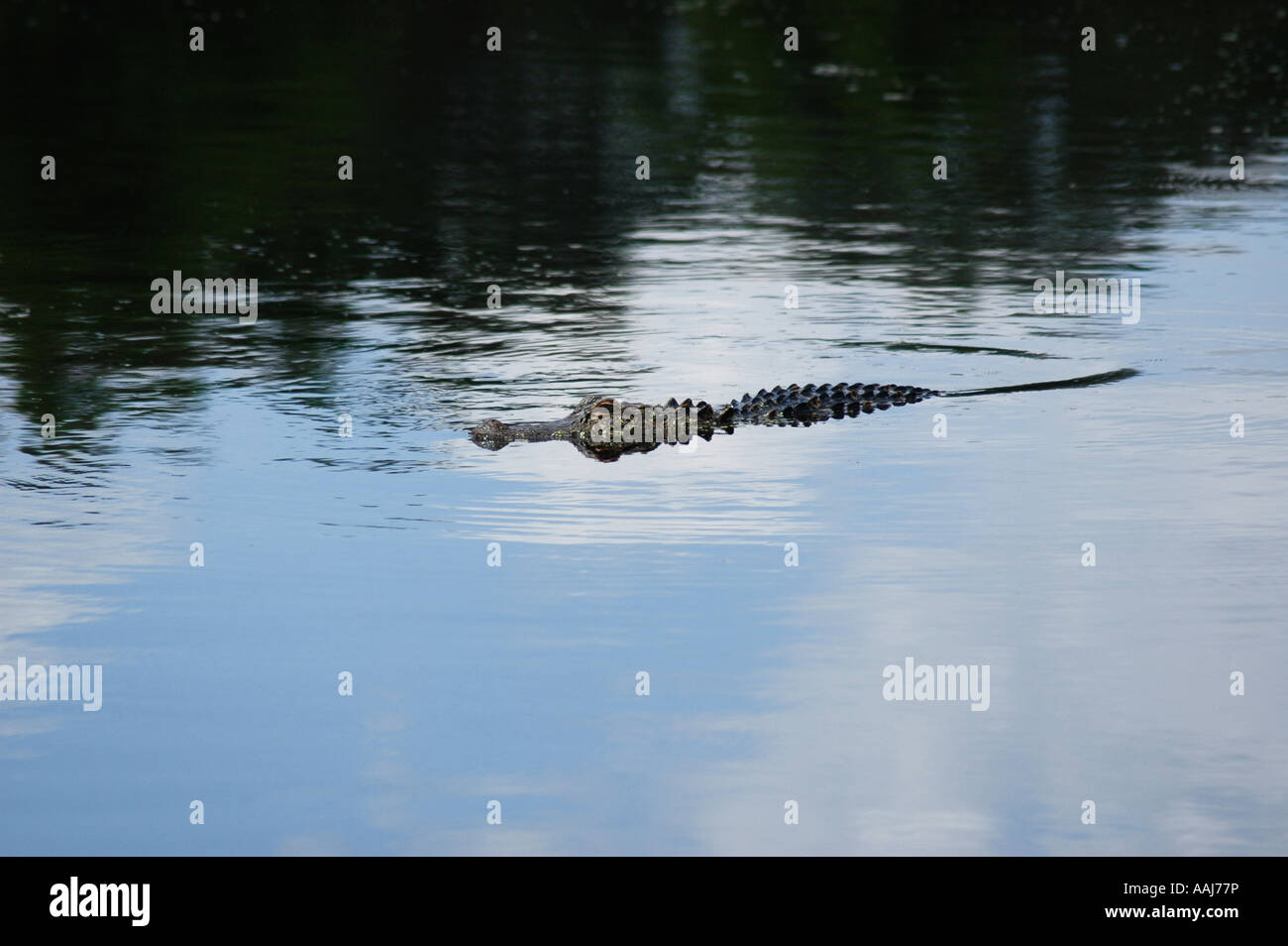 Swamp alligator south carolina hi-res stock photography and images - Alamy