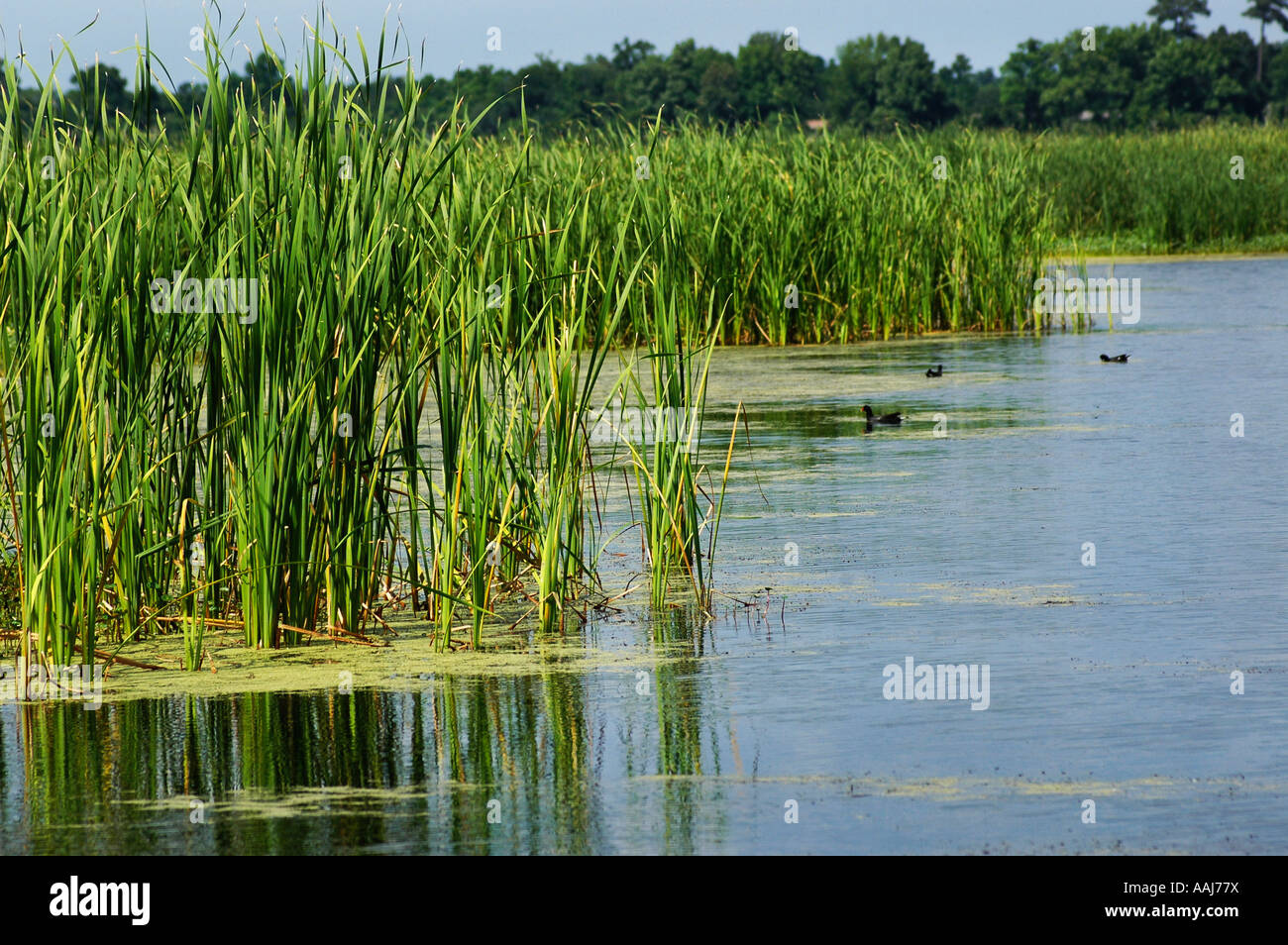 Swampy grass hi-res stock photography and images - Alamy