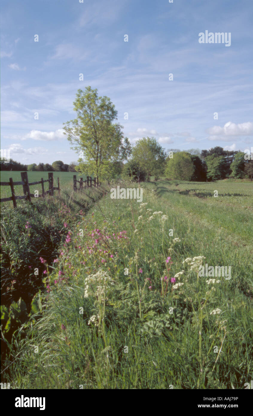 Field hedge parsley hi-res stock photography and images - Alamy