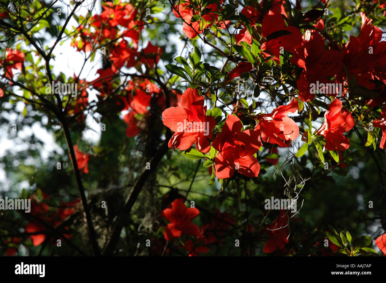 Plantation swamp azaleas hi-res stock photography and images - Alamy
