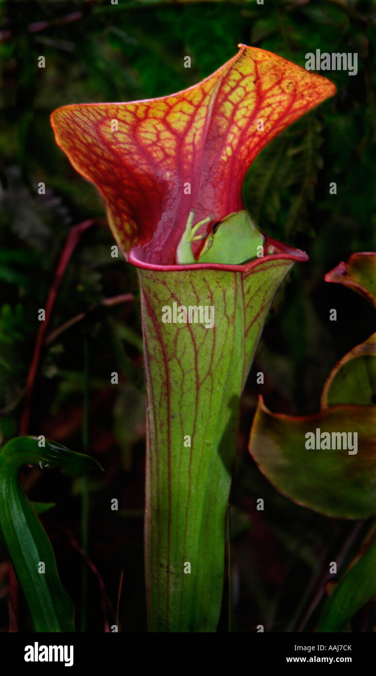 Pitcher Plant Eating Frog