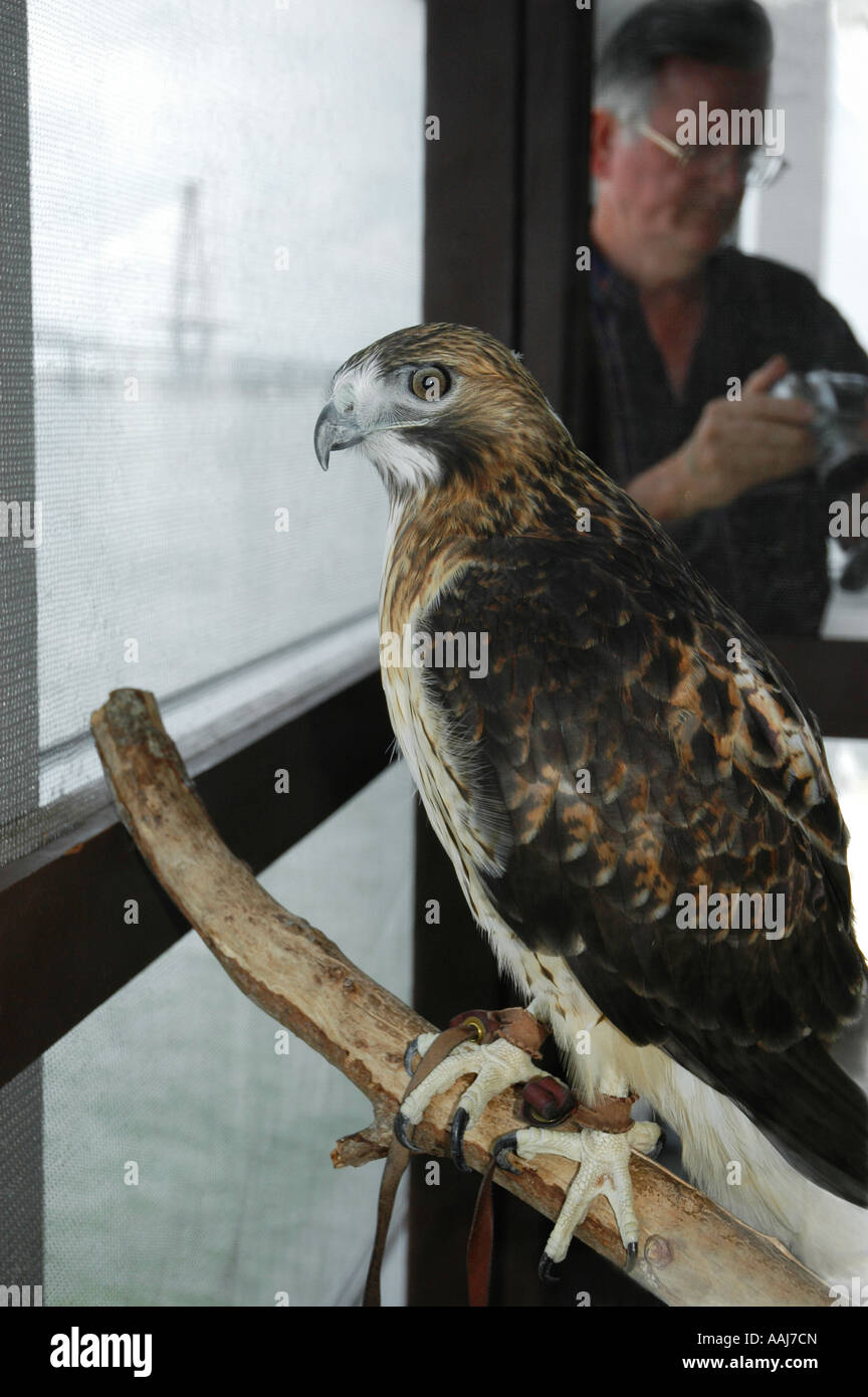 red hawk by window at Charleston Aquarium Charleston SC Stock Photo - Alamy