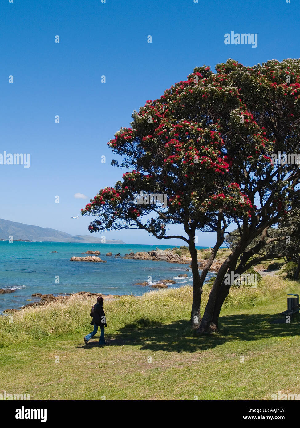 New Zealand red flowering Pohutukawa tree with a woman in silhouette ...
