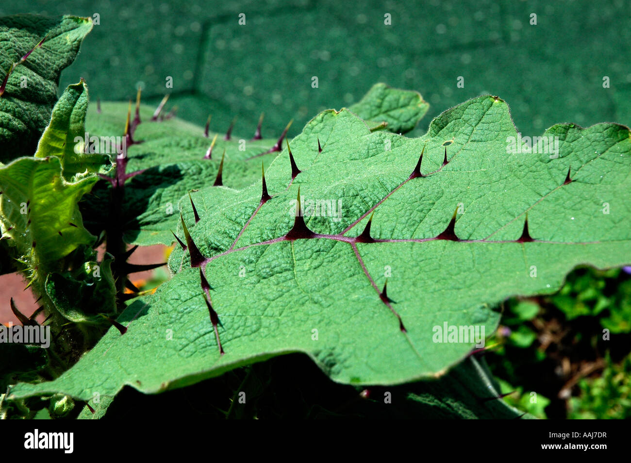 Midnight leaf hi-res stock photography and images - Alamy