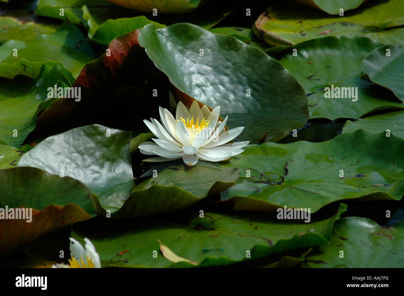 water lily in South Carolina swamp Stock Photo - Alamy