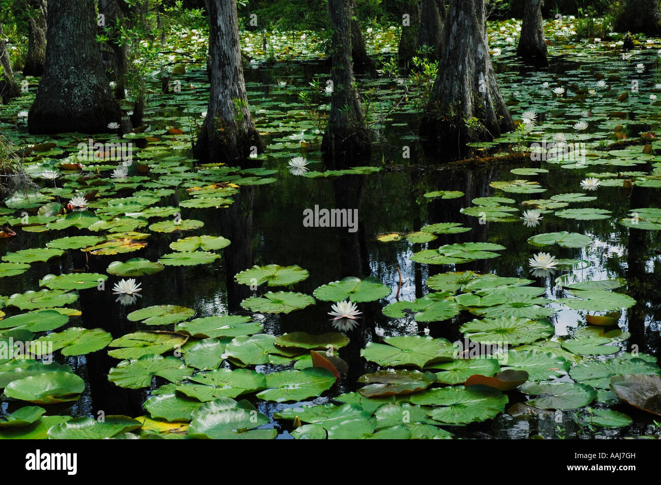 swampy area in South Carolina Stock Photo - Alamy