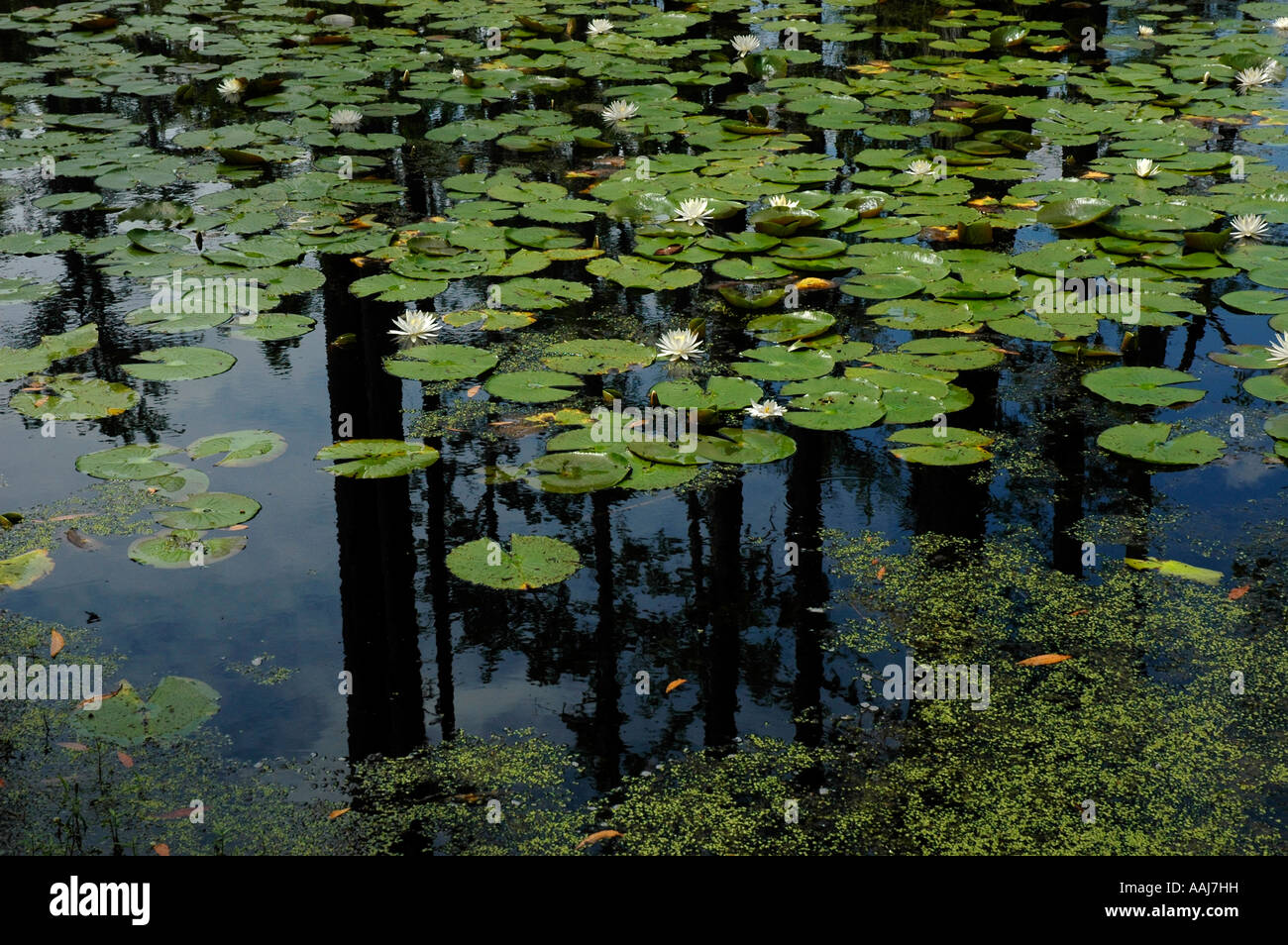 various vegetation in Southern swamp lands Stock Photo - Alamy