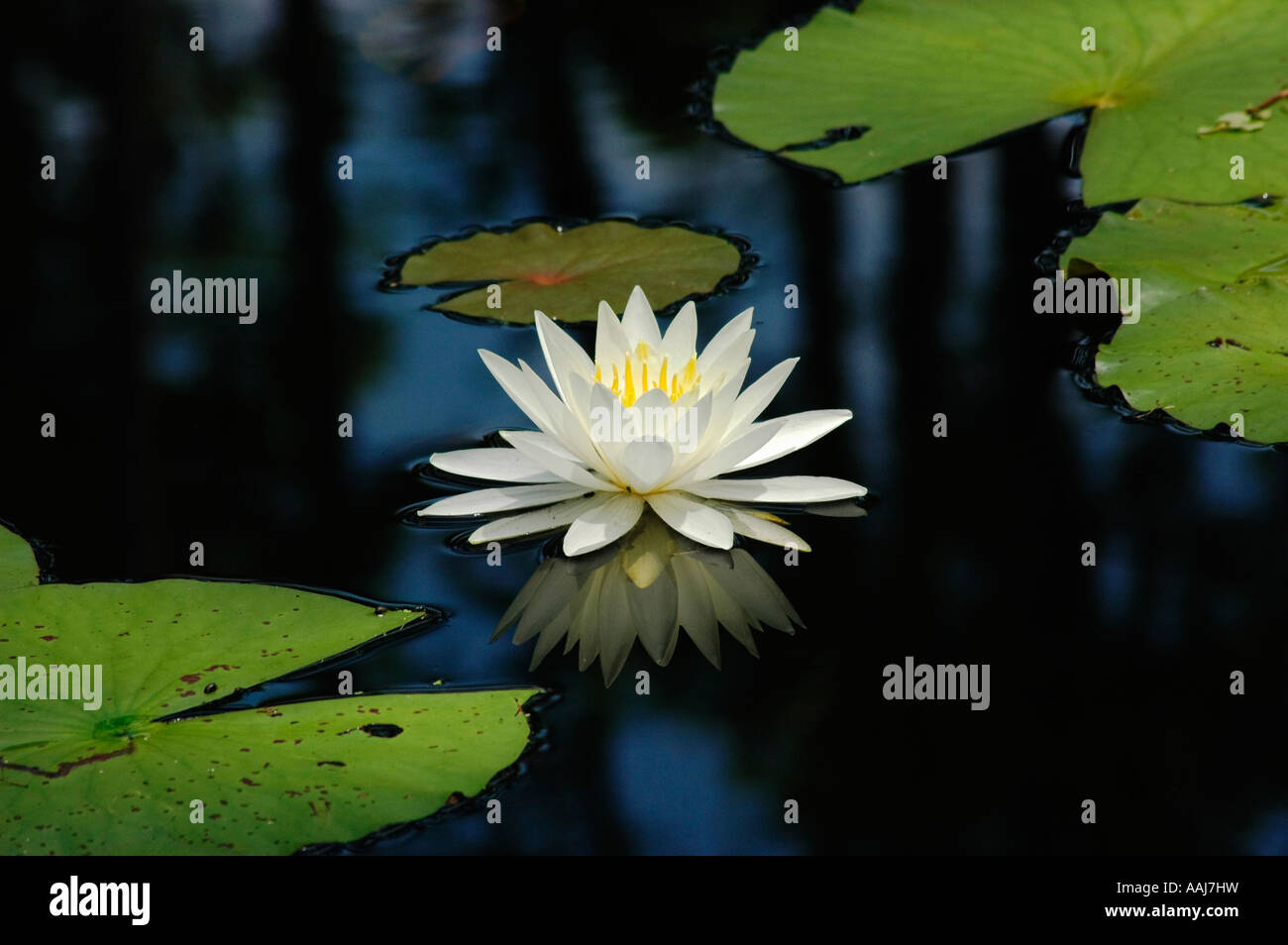 water lily in swamp Stock Photo - Alamy