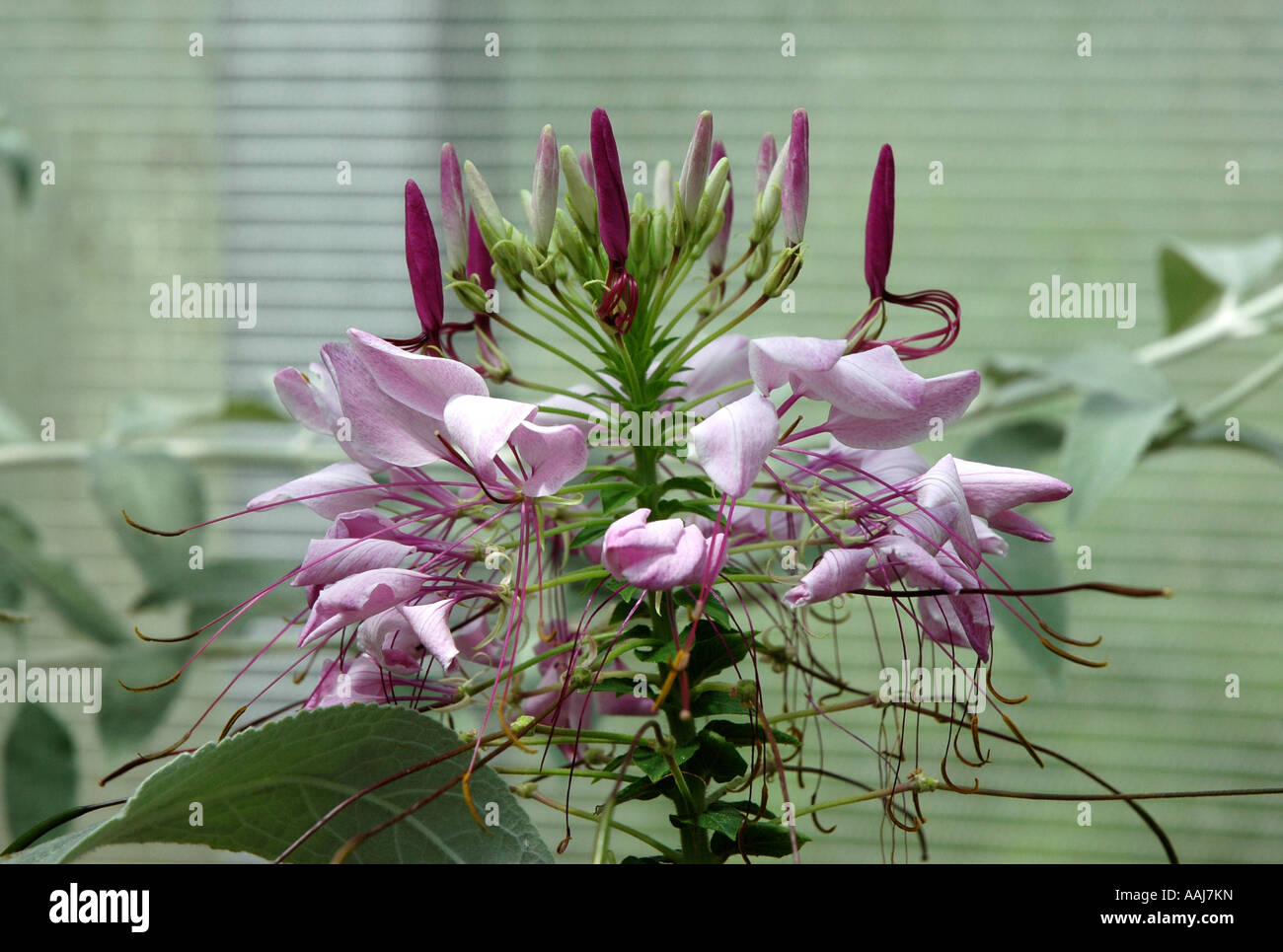 flowering plant inside butterfly house Stock Photo - Alamy