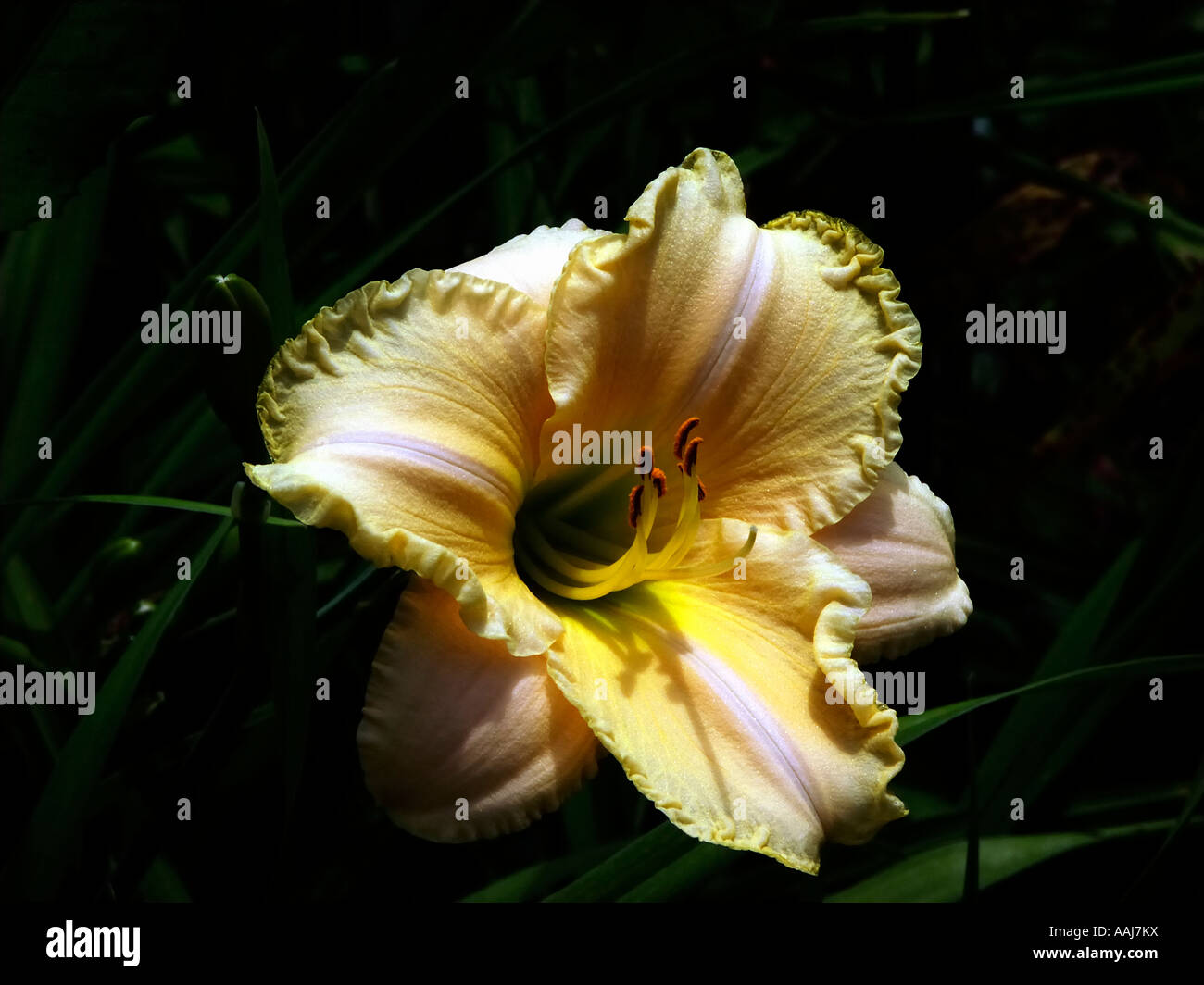 Daylily horticulture hi-res stock photography and images - Alamy