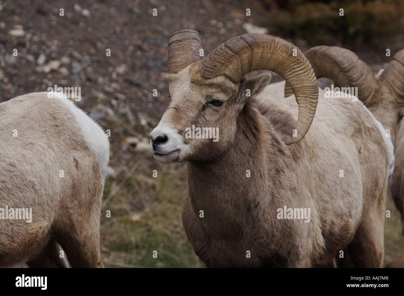 Wildlife Portrait: Mountain Sheep/BigHorn Stock Photo - Alamy