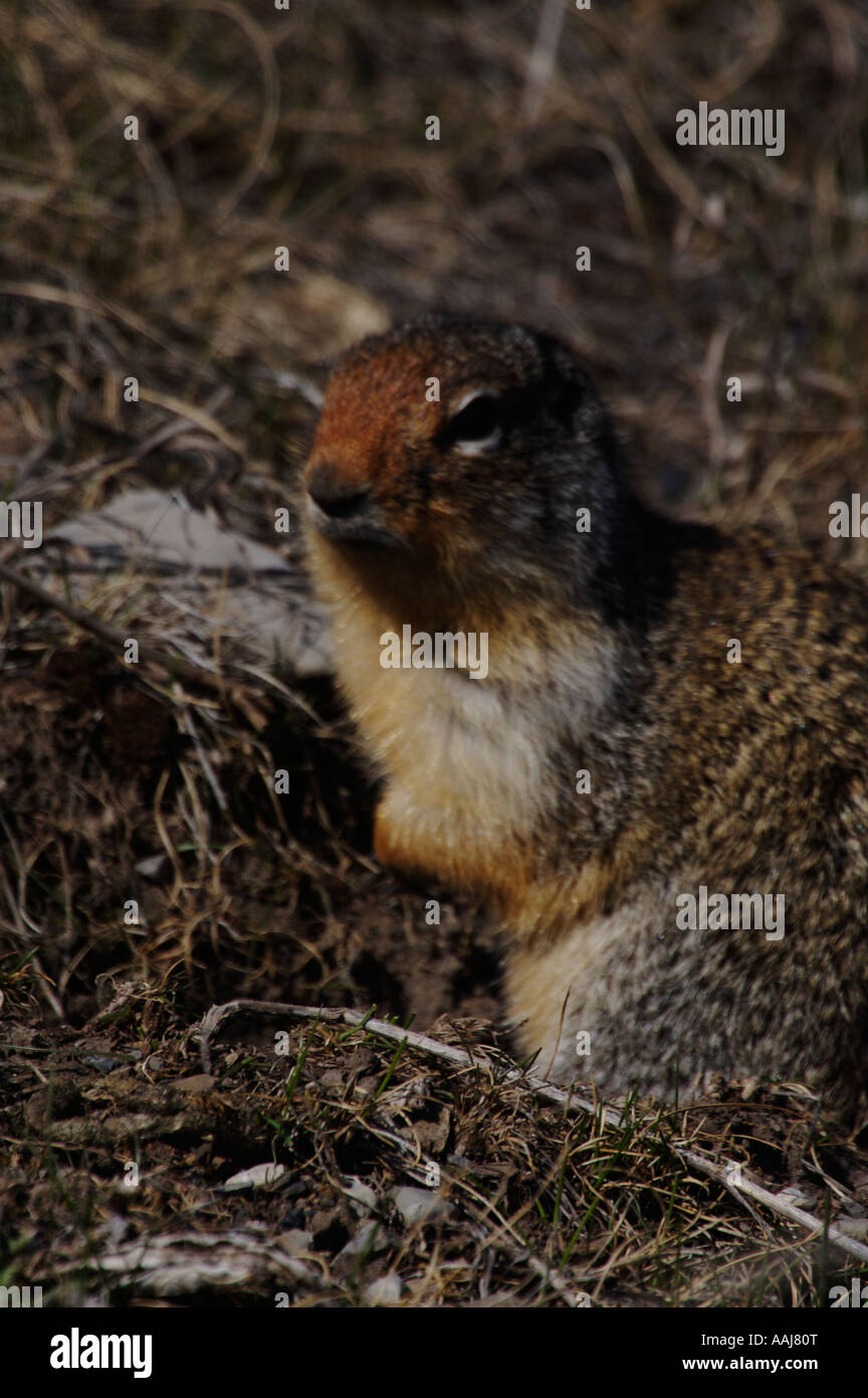 Wildlife Portrait: Prairie Dog/Gopher Stock Photo - Alamy