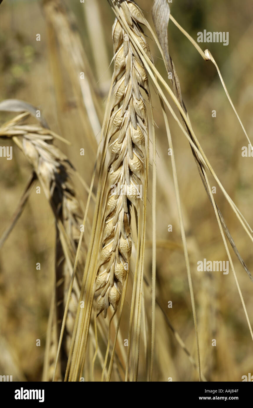 ripe corn spike Stock Photo - Alamy