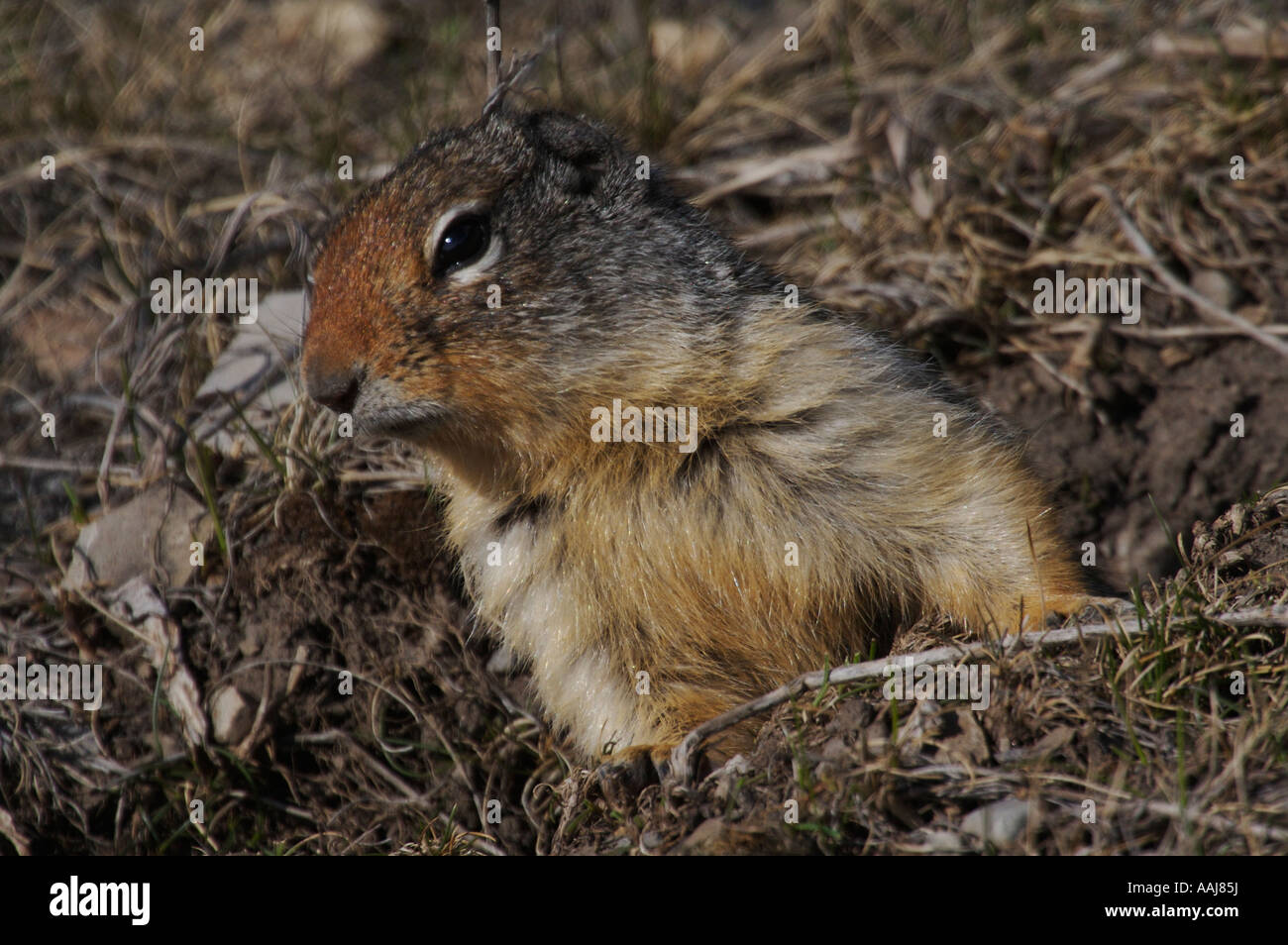 Wildlife Portrait: Prairie Dog/Gopher Stock Photo - Alamy