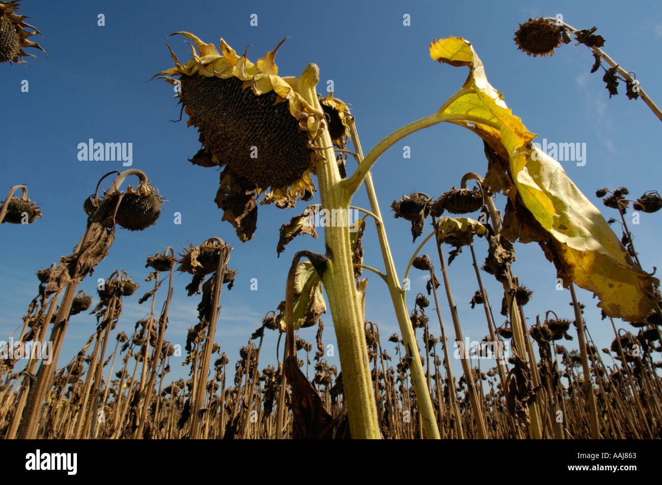 ripe sun flowers at field Stock Photo - Alamy