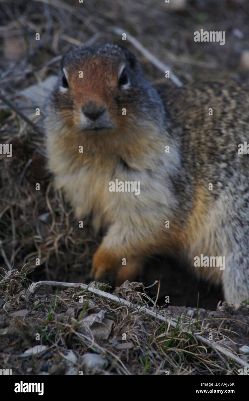 Wildlife Portrait: Prairie Dog/Gopher Stock Photo - Alamy