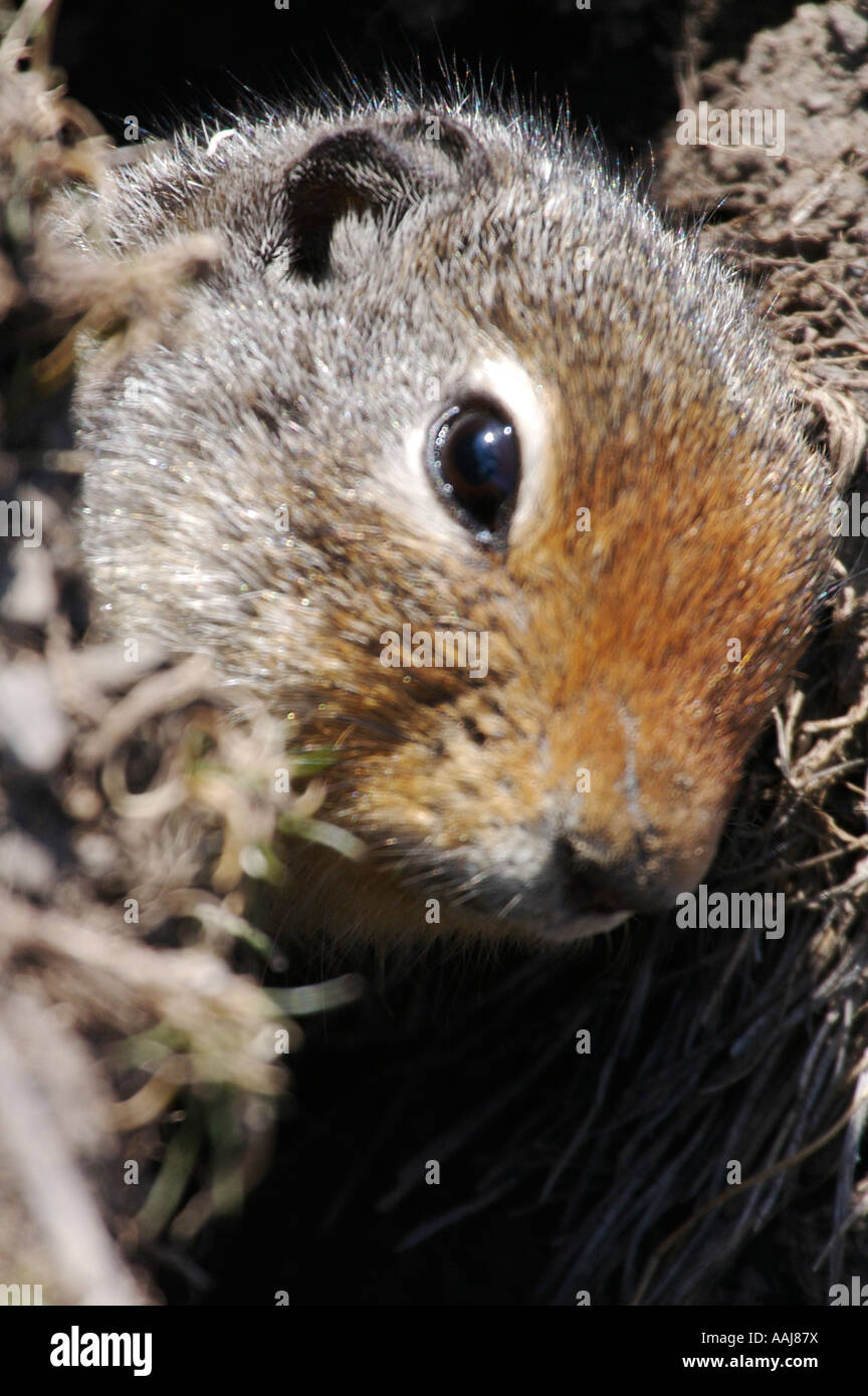 Wildlife Portrait: Prairie Dog/Gopher Stock Photo - Alamy