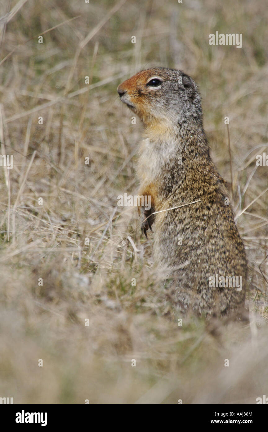 Wildlife Portrait: Prairie Dog/Gopher Stock Photo - Alamy