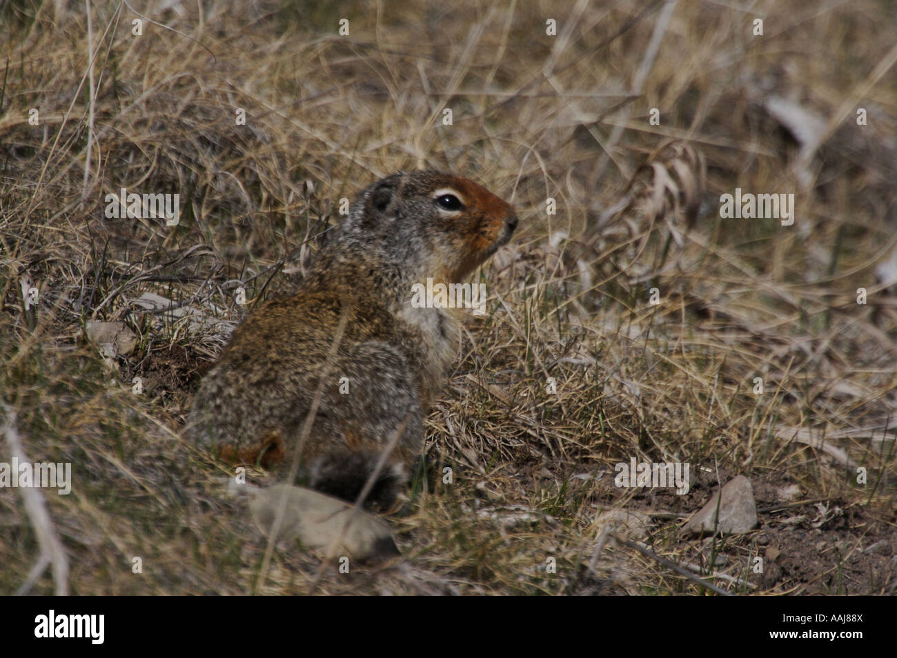 Wildlife Portrait: Prairie Dog/Gopher Stock Photo - Alamy