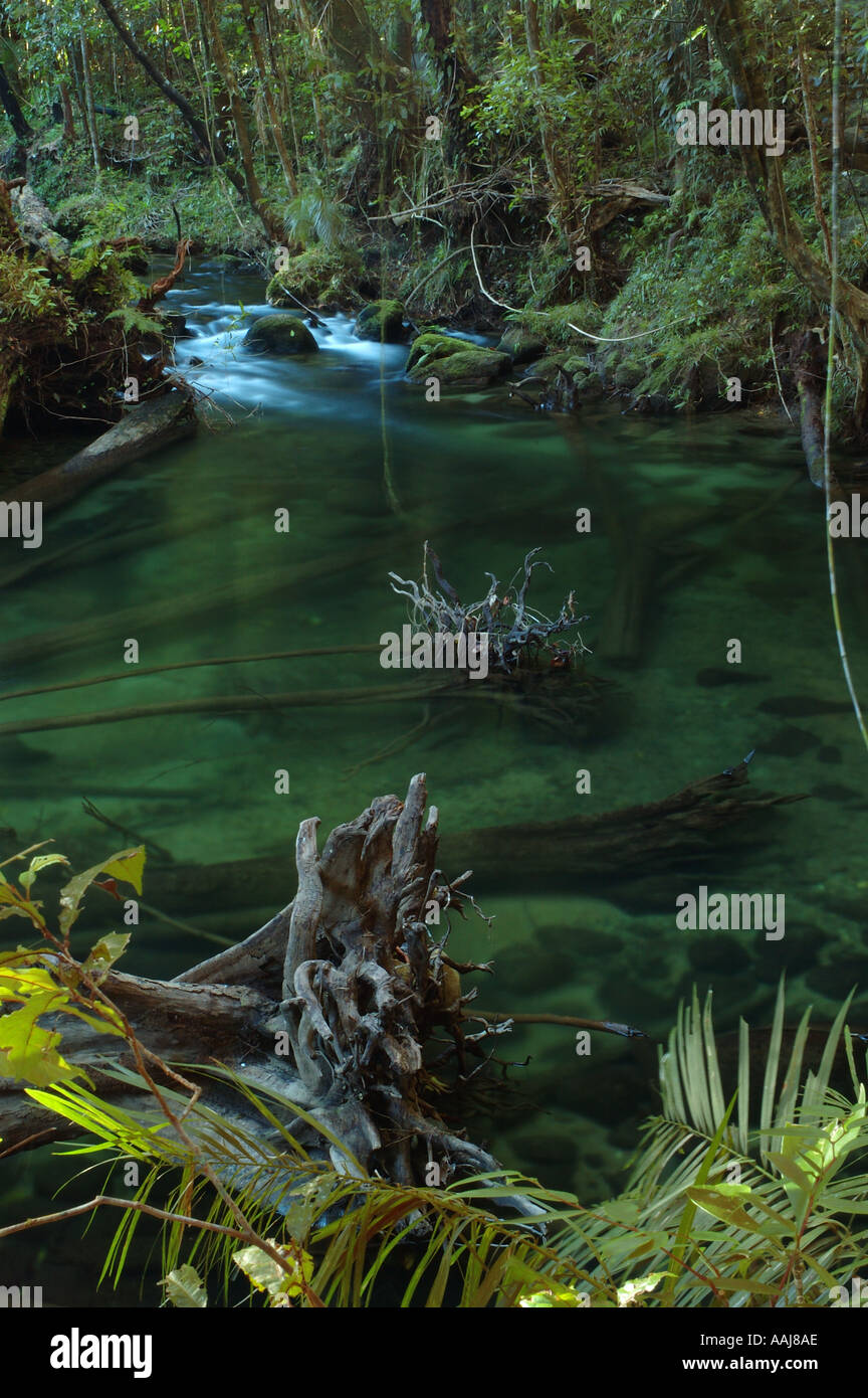 rainforest pool surrounded filled with submerged logs dsc 0461 Stock ...