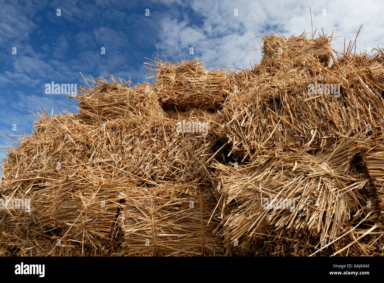 Mandrel Animals High Resolution Stock Photography and Images - Alamy