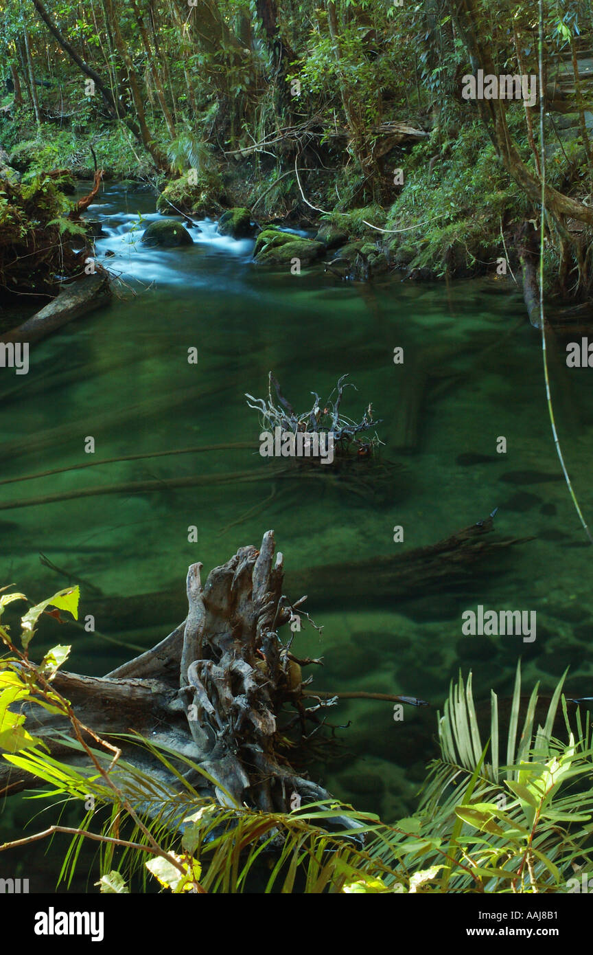 Rainforest pool filled with logs dsc 0462 Stock Photo - Alamy