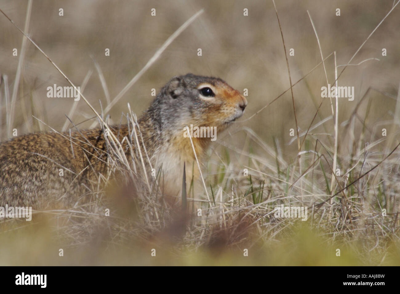 Wildlife Portrait: Prairie Dog/Gopher Stock Photo - Alamy