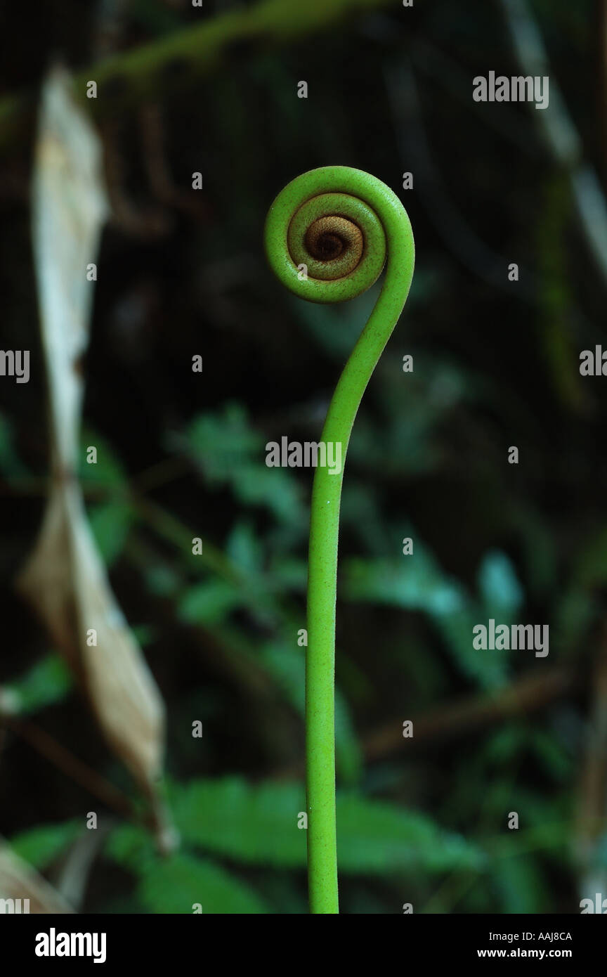 Coiled new life fern bract rainforest native Queensland Australia dsc ...