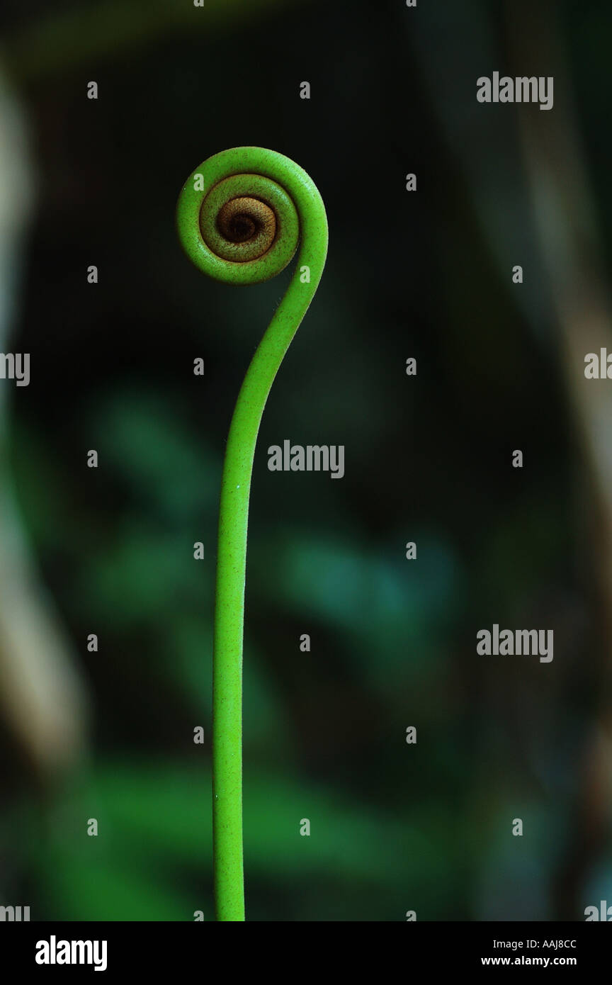 Coiled new life fern bract rainforest native Queensland Australia dsc ...