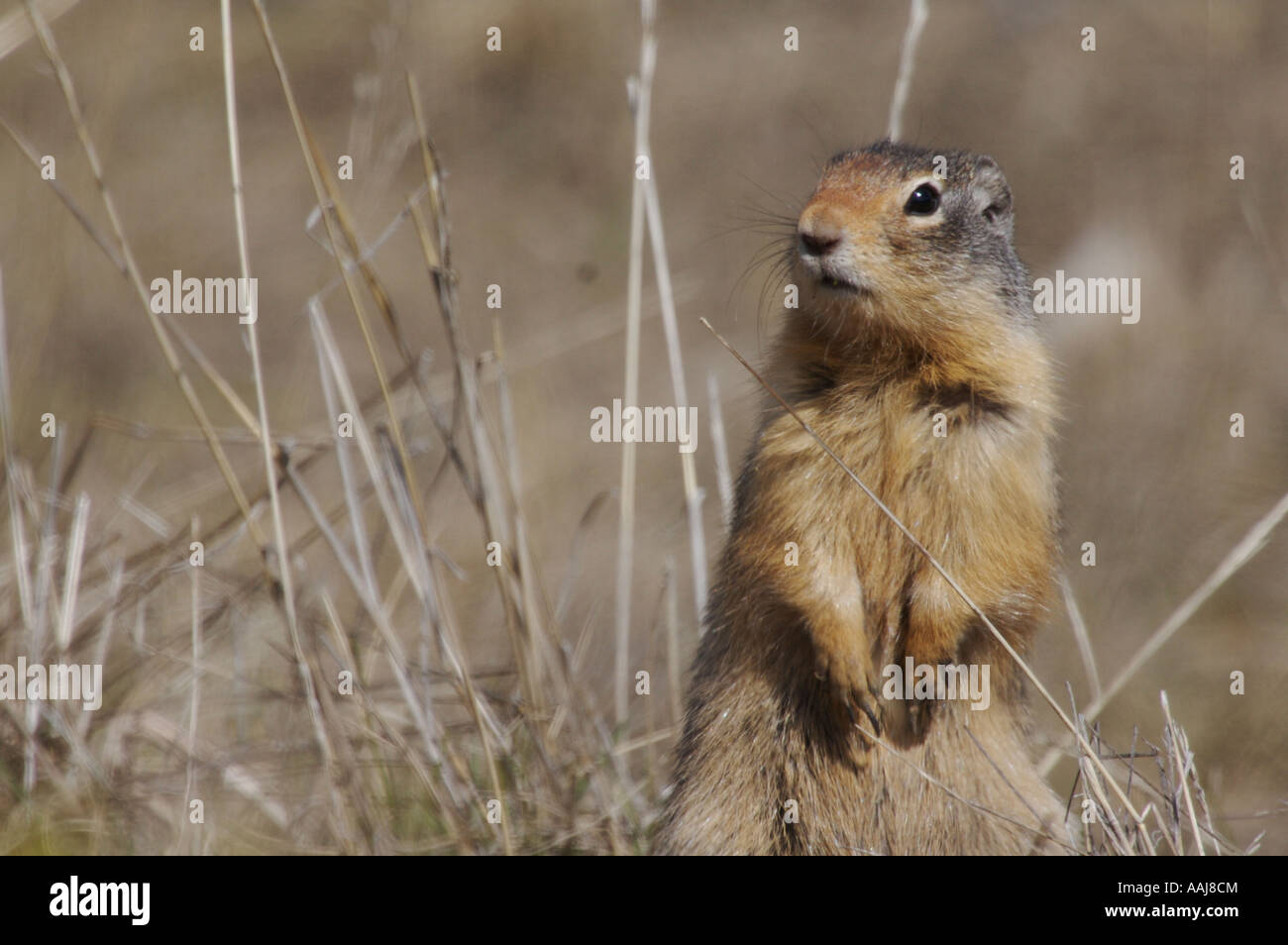Wildlife Portrait: Prairie Dog/Gopher Stock Photo - Alamy