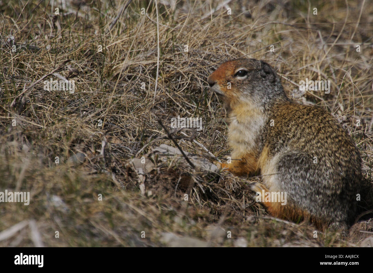 Wildlife Portrait: Prairie Dog/Gopher Stock Photo - Alamy