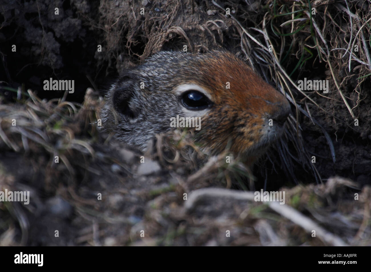 Wildlife Portrait: Prairie Dog/Gopher Stock Photo - Alamy