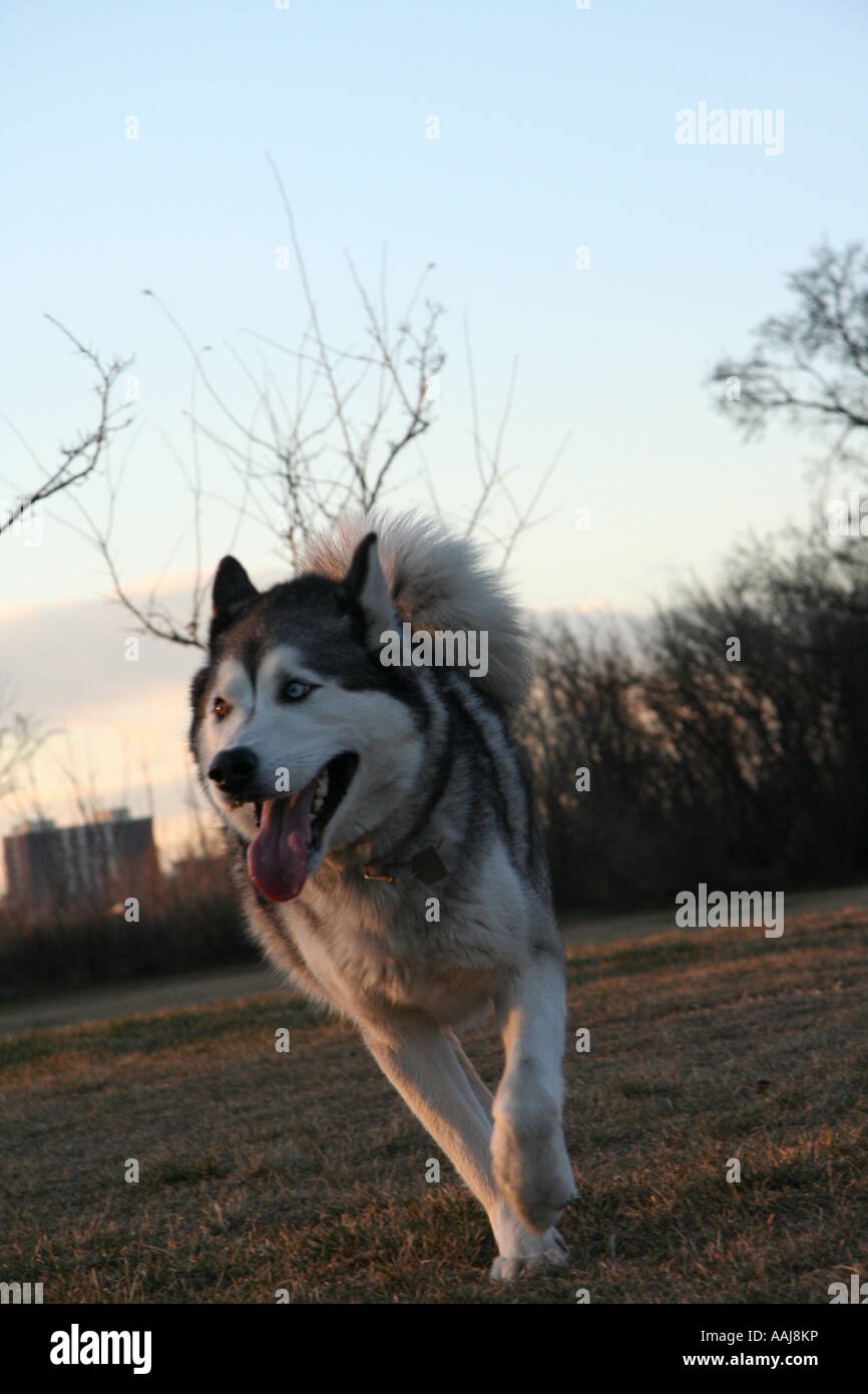 Portrait: Wolfe (siberian husky) walking Stock Photo - Alamy