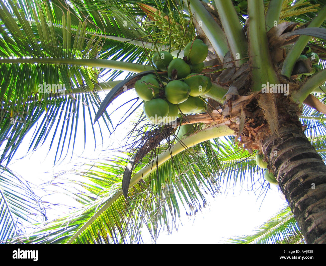 Coconut tree at the secluded Praia do Madeiro beach by Baia dos ...