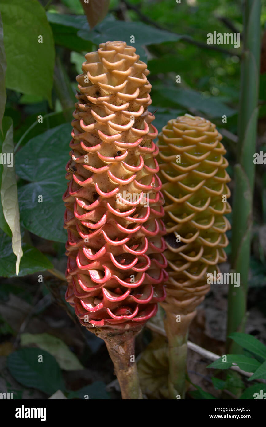 Beehive ginger zingiber spectabilis hi-res stock photography and images ...