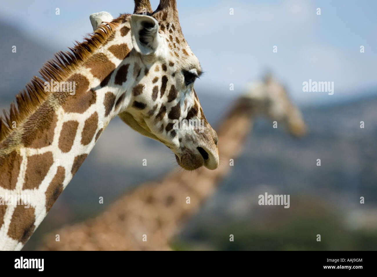 giraffe in close up and another out of focus Stock Photo - Alamy