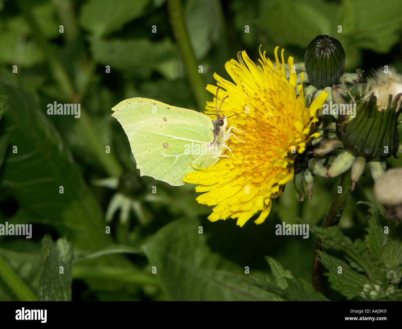 Yellow butterfly brimstone sulphur hi-res stock photography and images ...