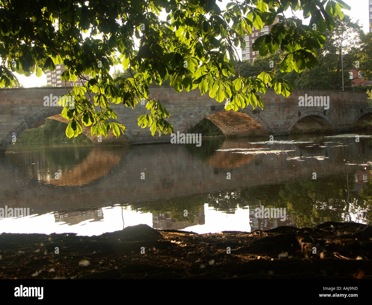 Ladybridge Tamworth with backlit leaves overhanging the edge of the ...
